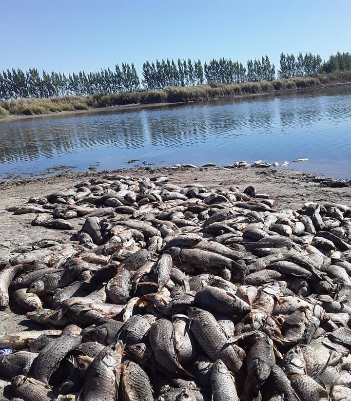 Suarez deja secar la laguna El Viborón